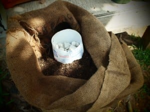 How to make a sack garden | Engineering For Change