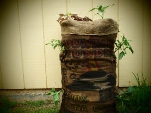 How to make a sack garden | Engineering For Change