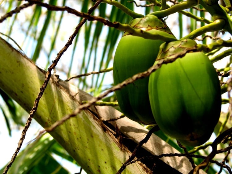 Coconuts control mosquitoes that transmit zika and malaria