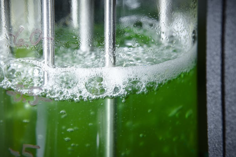 Biomining the Elements of the Future | Engineering For Change