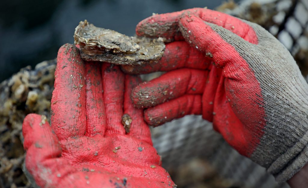 How Food Waste is Engineered into Useful Products in a Circular Economy ...