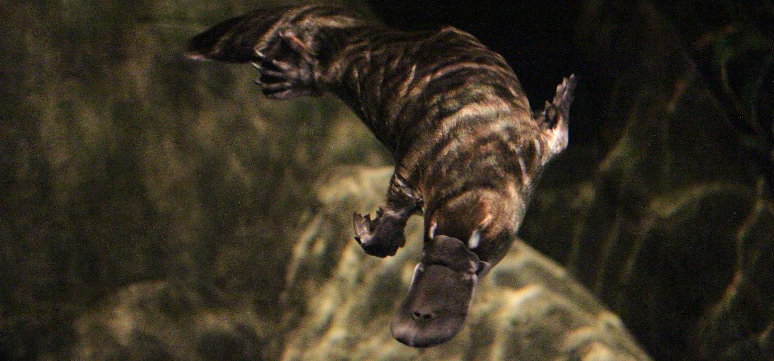 Unicorns and Platypuses: The Myths and Hidden Lessons Big Tech Holds ...