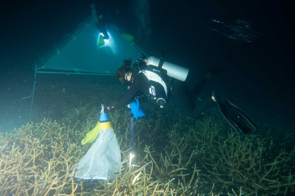 E4C Visualized: Design for Coral Conservation | Engineering For Change