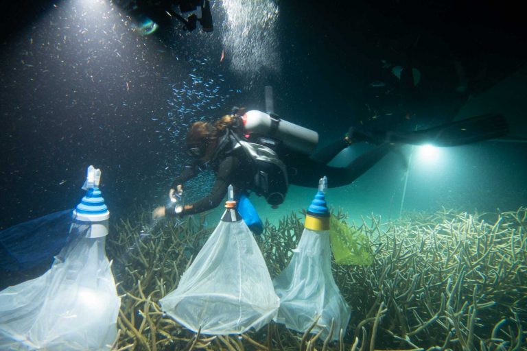 E4C Visualized: Design for Coral Conservation | Engineering For Change