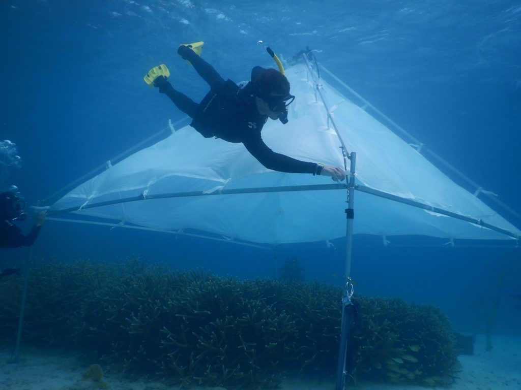 E4C Visualized: Design for Coral Conservation | Engineering For Change