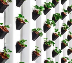 Vertical Farming: A Practical Approach to Modernizing Farms in Africa ...